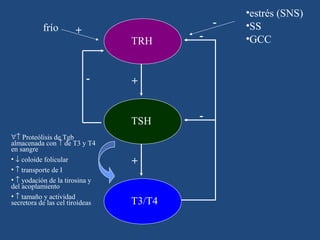 Patologías Endocrinas en Veterinaria | PPT