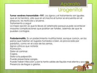 Patologías en los perros | PPTX