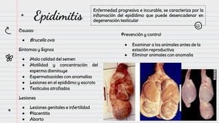 Patologías Reproductivas en Ovinos.pptx