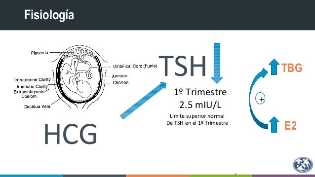 Patología tiroidea y embarazo