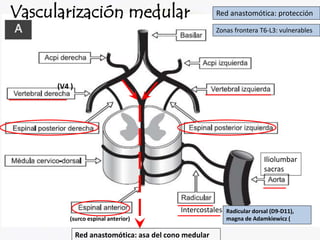 Patología vascular medular. | PPTX