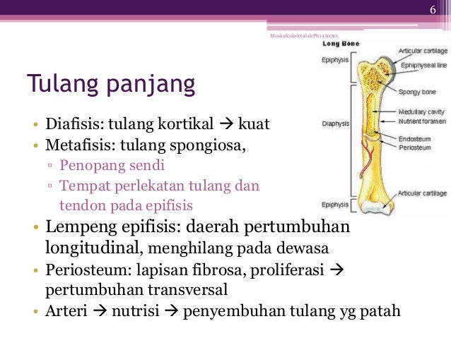 Patologi muskuloskeletal