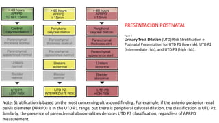 Patologia anomalia renal congenita rx us tc | PDF