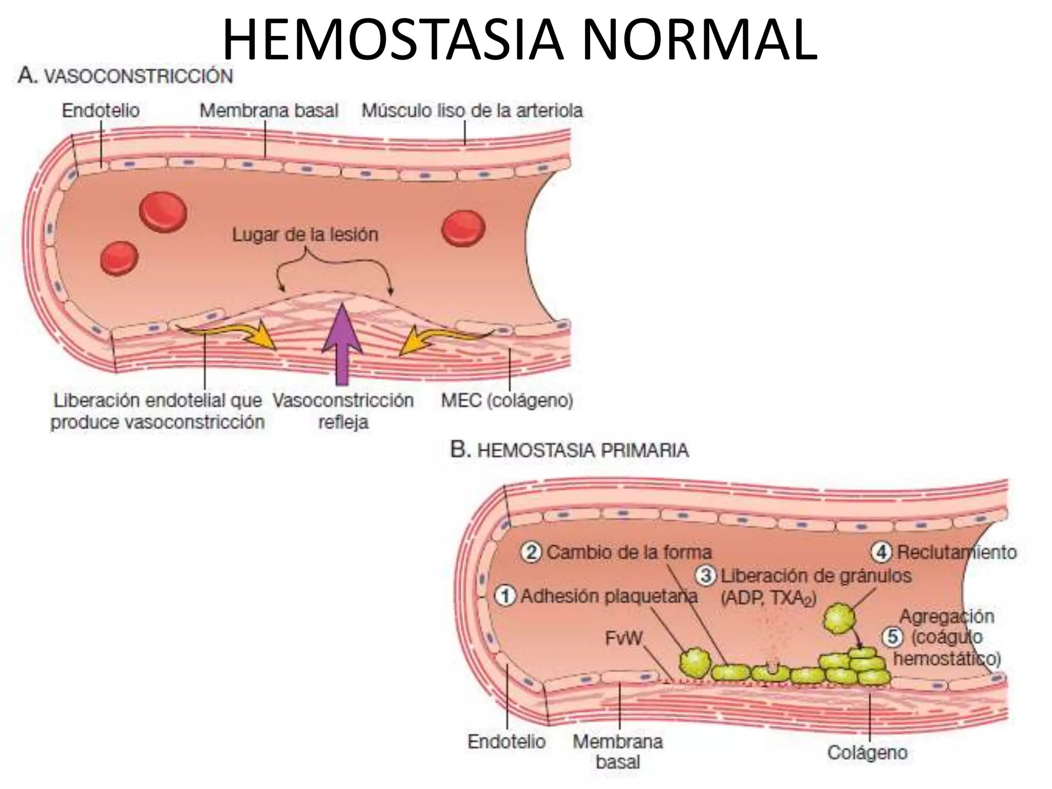 Patologia 5 a hiperemia y congestión | PPT