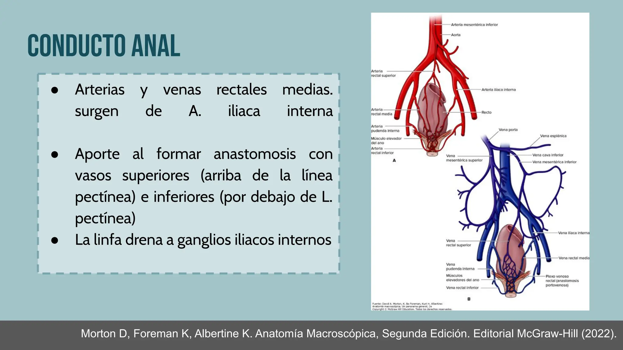 PATOLOGIA ANORRECTAL, hemorroides, fisuras anales, fistulas anales | PDF