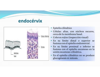 PATOLOGIA BENIGNA DEL CERVIX[1].pptx
