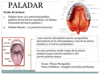 Patología bucal y glándulas salivales (Otorrinolaringologia) | PPTX
