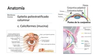 Patología de la conjuntiva. | PPTX