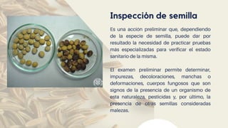 Patología de las semillas | PDF