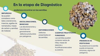 Patología de las semillas | PDF