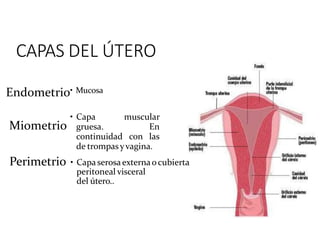 PATOLOGIA DEL CUERPO UTERINO 1° PARTE imrimir.pptx