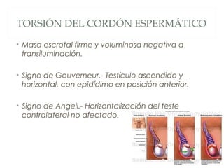 Patologia del escroto | PPT