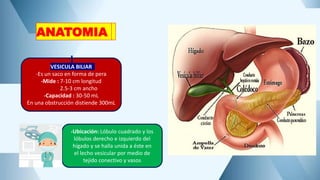 PATOLOGIA DE VESICULA Y VIAS BILIARES UDABOL 2024 (3).pdf