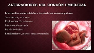 Patologia el liquido amniotico y cordon umbilical | PPTX