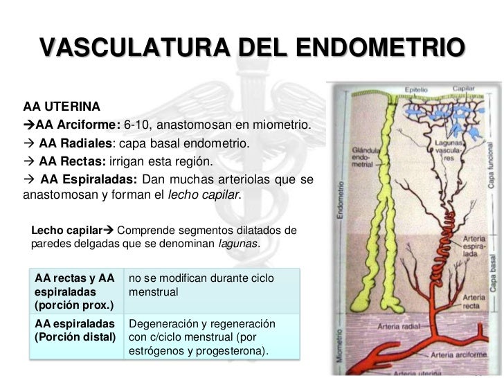Patologia endometrial