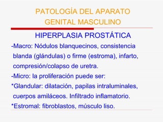 Patologia genital masculina | PPT
