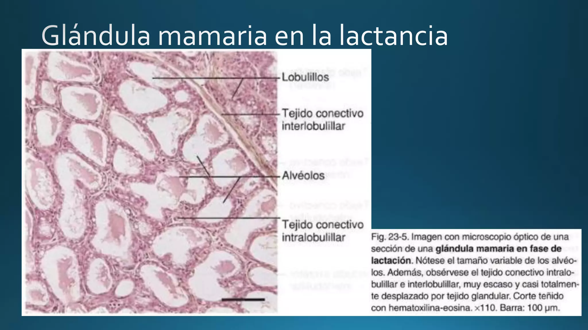 Glándula mamaria y mastitis | PDF | Pregnancy | Reproductive Health
