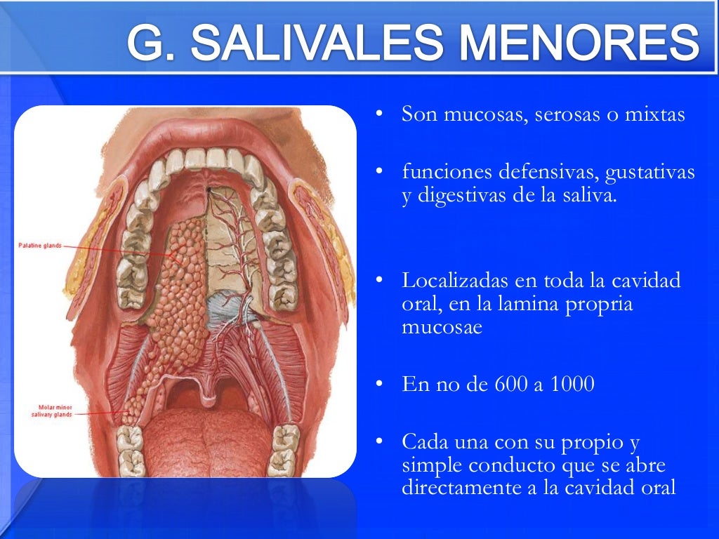 Patologia glandulas salivales jonathan molina
