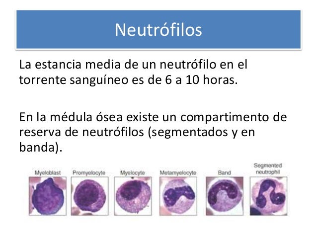 Patología hemolinfatico