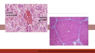 Patología Hepatobiliar anatomiaaaa.pptx
