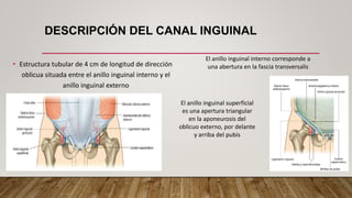 Patología inguinal.pptx