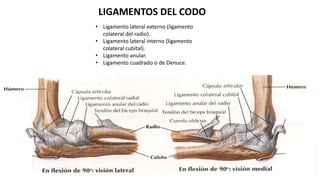 Ligamento Colateral Lateral Del Codo