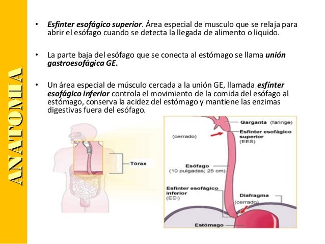 Patologia maligna esofago 2003
