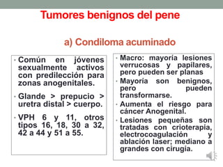 Patologia masculina | PPTX