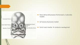 Patologia nasal pediatria | PPTX