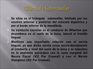 Patologia quirurgica de glandulas salivales | PPT