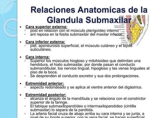 Patologia quirurgica de glandulas salivales | PPTX