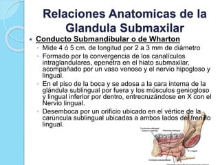 Patologia quirurgica de glandulas salivales | PPTX