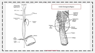 PATOLOGIA_QUIRURGICA_DEL_ESOFAGO[1]_(1)[1].pptx