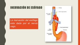 Patologias de esofago estomago y diodeno | PPTX