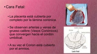 Patologias de la placenta.pptxmmmmmmmmmmmm | PPTX