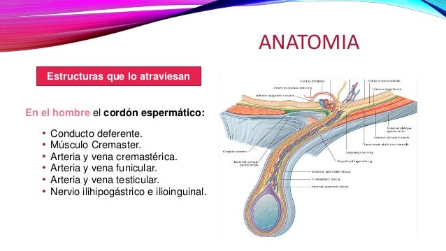 Patologías del canal inguinal