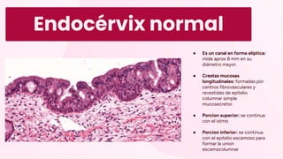 Patologías del cervix presentación de ginecologia | PPTX