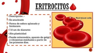Patologías de los eritrocitos-Histologia.pptx | PDF