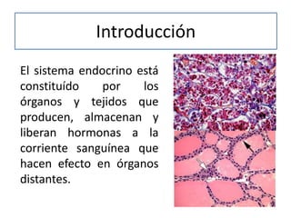 Histología De La Enfermedad De Addison