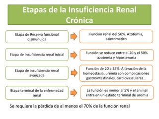 Patología sistema urinario | PPTX