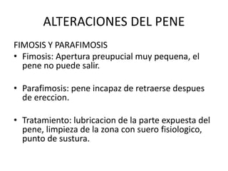 Patologias Sistema Reproductor del Perro | PPTX