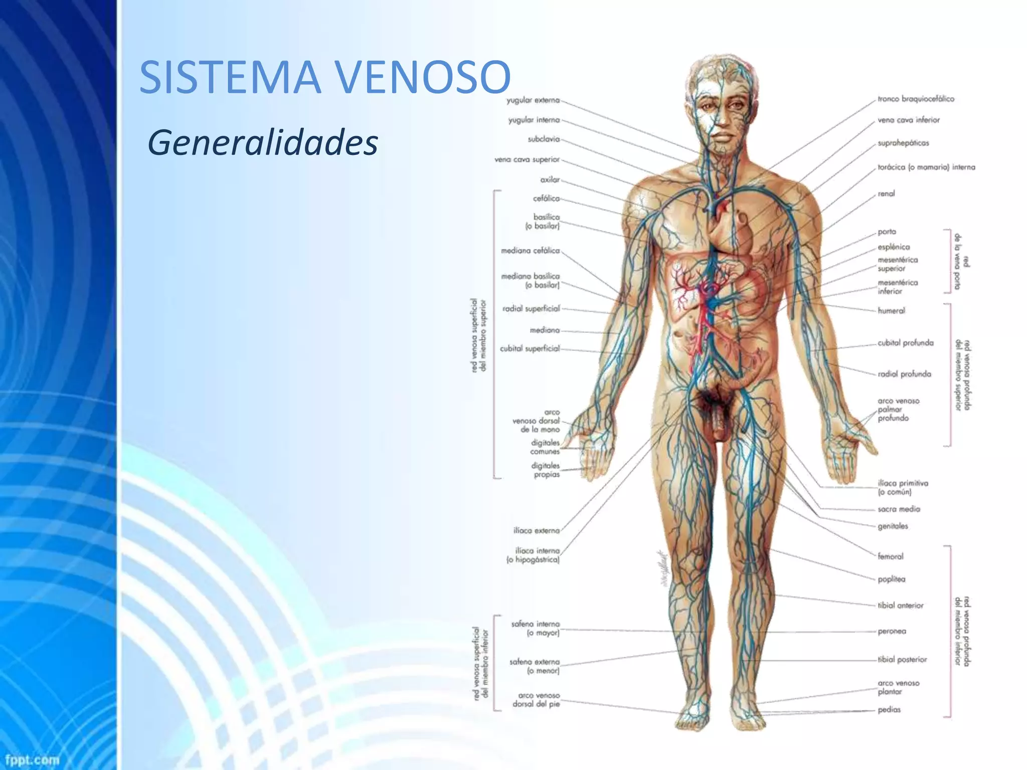Patologias venosas perifericas | PPTX