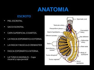 Patologia Testicular | PPT