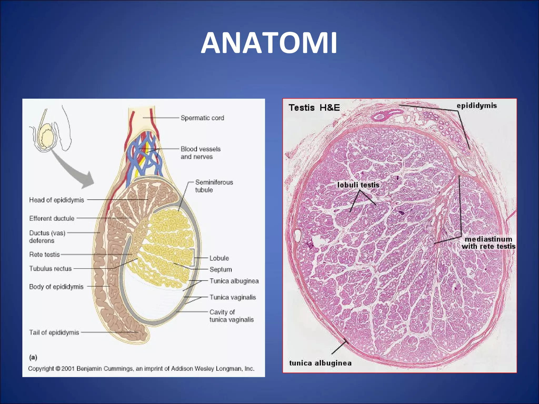 Patologi Testis | PPT