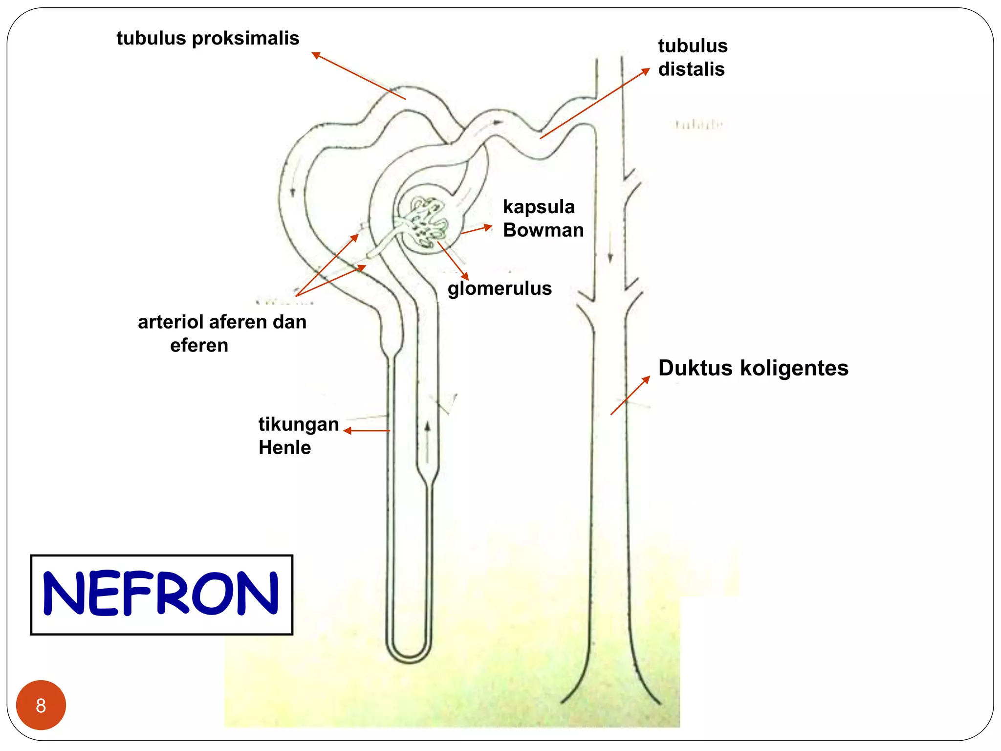 Patologi urinaria | PPTX
