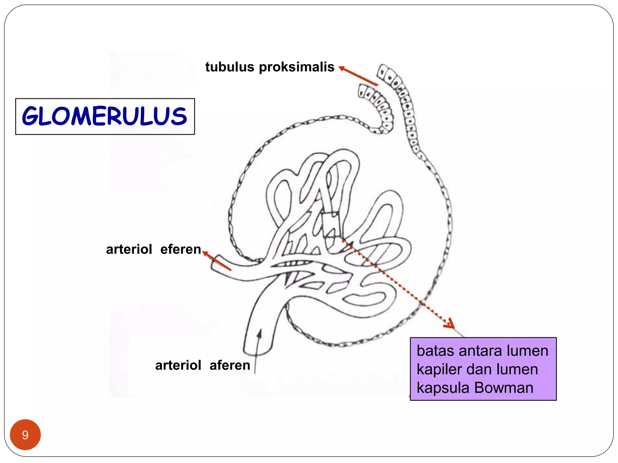 Patologi urinaria | PPTX