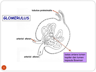 Patologi urinaria | PPTX