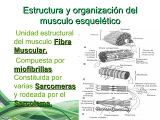 Pato mecánica del músculo1 | PPT
