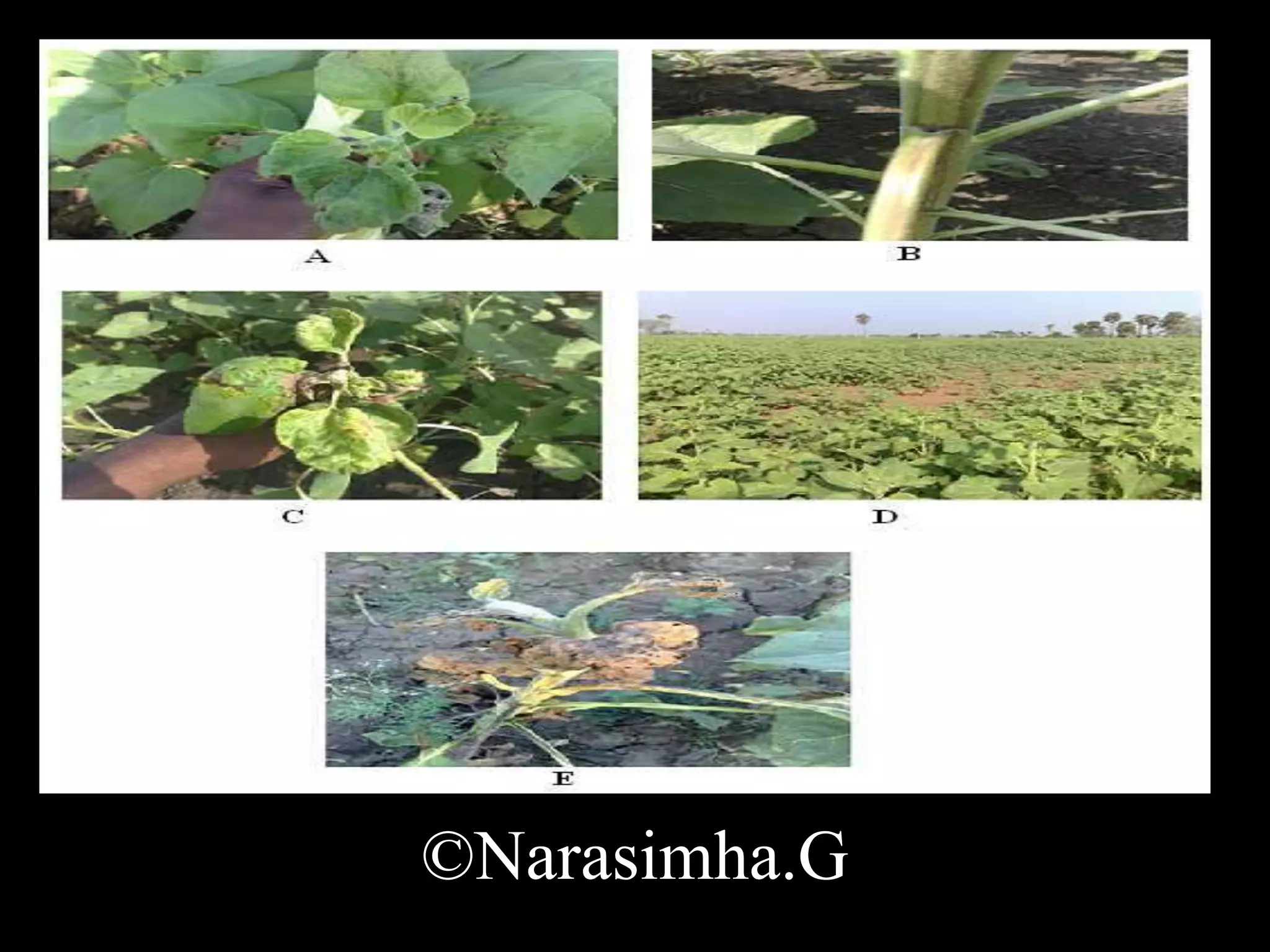 Sunflower Necrosis Disease | PPTX