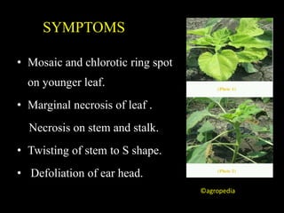 Sunflower Necrosis Disease | PPTX